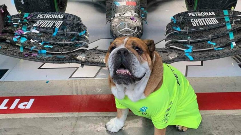 Roscoe: o mascote e melhor amigo do heptacampeão Hamilton – LANCE!